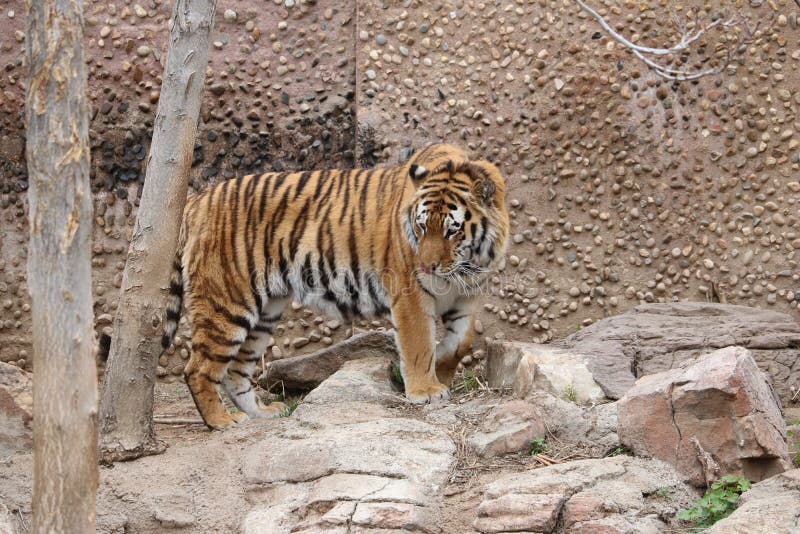 Tiger 6 stock photo. Image of predatorn, wild, zoos, mammals - 92325638
