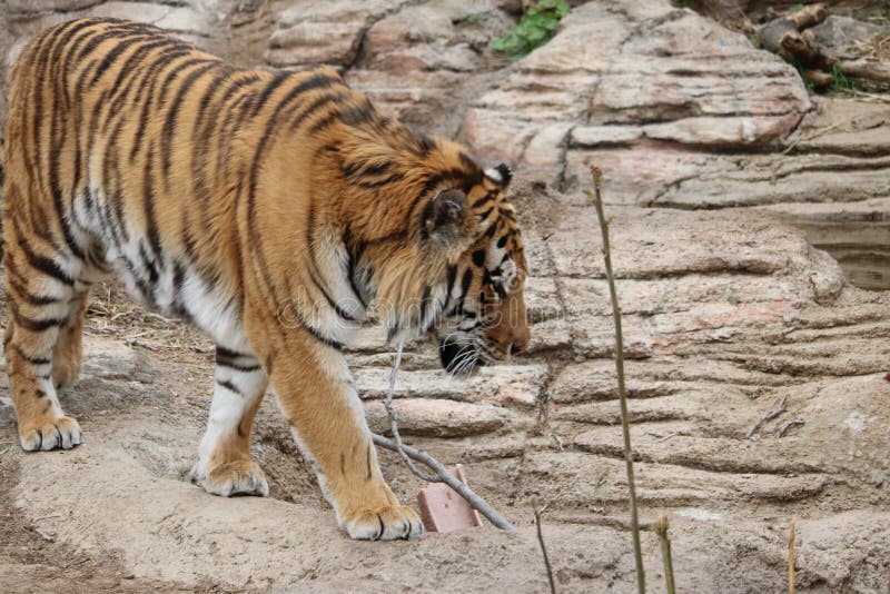 Tiger 3 stock photo. Image of tigers, zoos, jungle, predatorn - 92325702