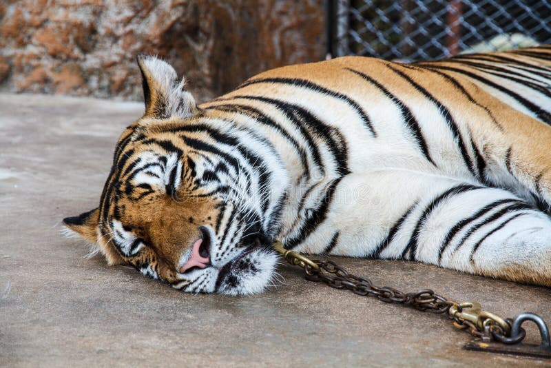 Chained Tiger Stock Photos - Free & Royalty-Free Stock Photos from ...