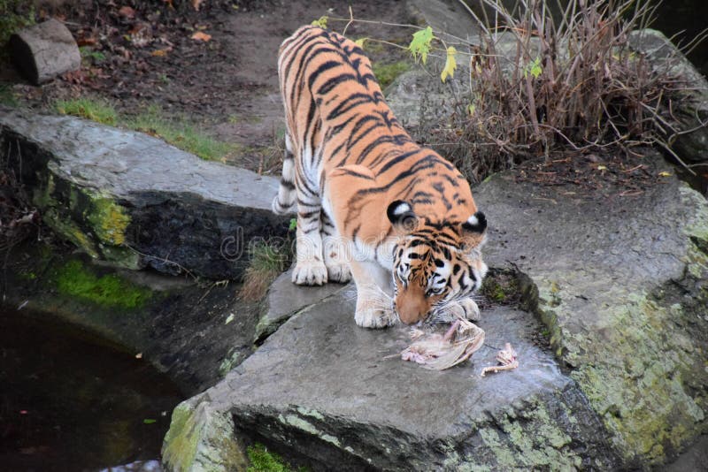 Tiger in the zoo, Germany stock photo. Image of claws - 93249344