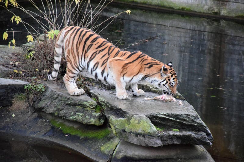 Tiger in the zoo, Germany stock photo. Image of green - 93249486