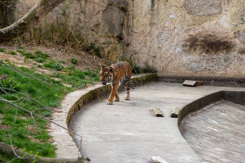 Tiger in the zoo stock photo. Image of wildlife, plant - 338435988