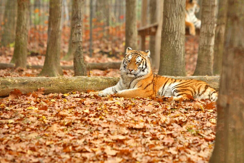 TIGER - ZOO - HUNGARY stock photo. Image of single, captivity - 46967888