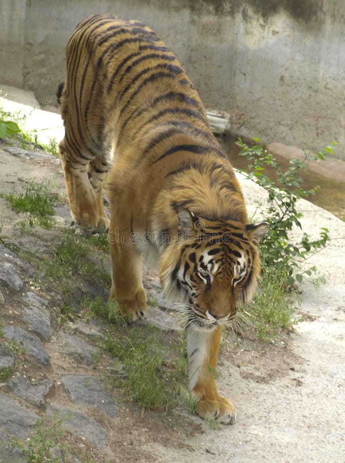 Tiger stock image. Image of close, extinction, hunter - 93783419