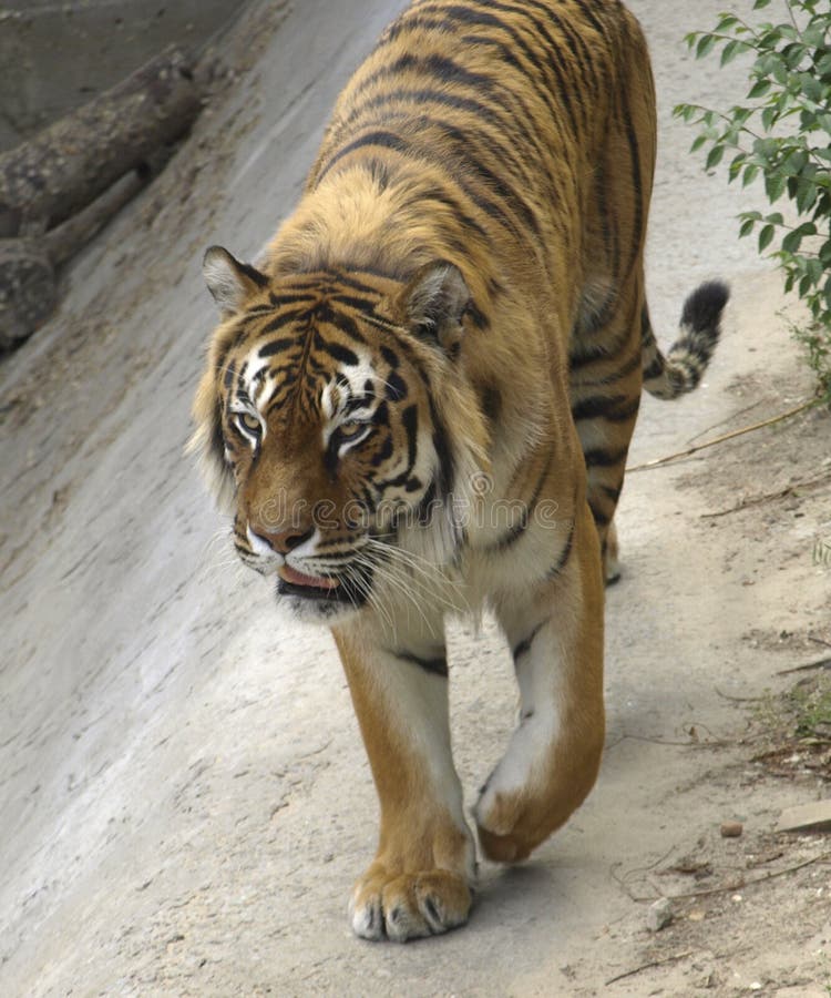 Tiger stock image. Image of beautiful, face, hunt, hunter - 93787893