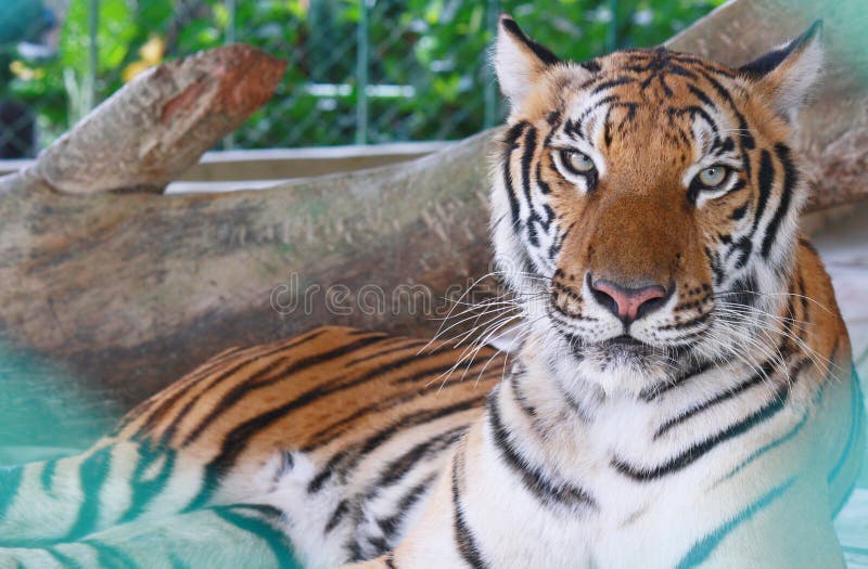 Tiger Zoo, Sriracha Thailand Stock Photo - Image of attraction, tourism ...