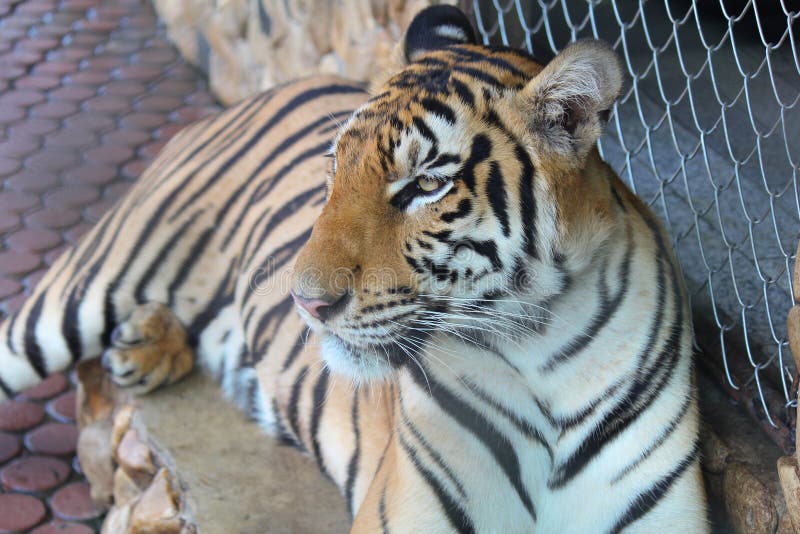 Tiger Zoo, Sriracha Thailand Stock Photo - Image of tourism, tourist ...