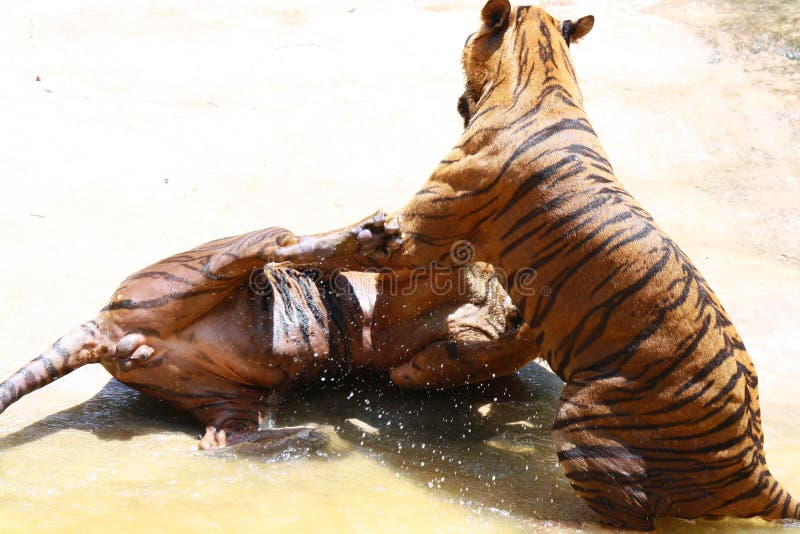 Tiger Zoo, Sriracha Thailand Stock Image - Image of beast, dangerous ...