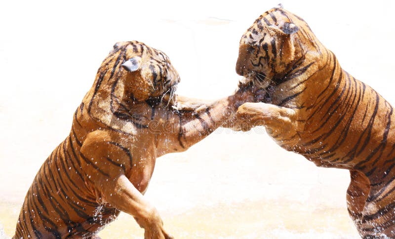 Tiger Zoo, Sriracha Thailand Stock Image - Image of carnivore ...