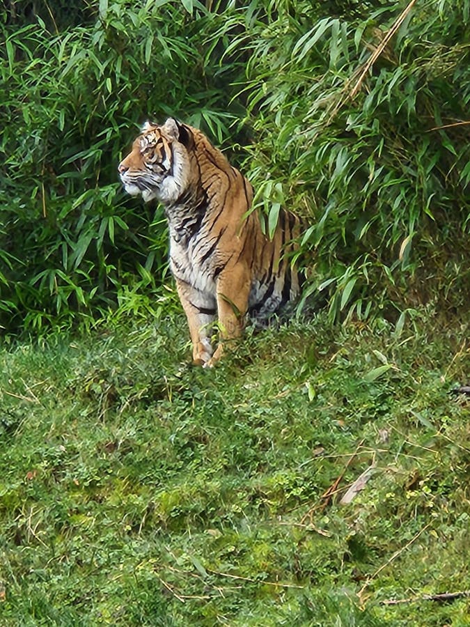 Tiger in Zoo Staring Off into Distance Stock Image - Image of staring ...