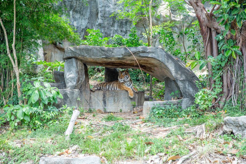 Top View of Tiger in the Zoo, Focus Selective Stock Image - Image of ...