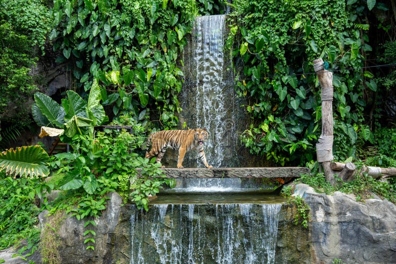 Top View of Tiger in the Zoo, Focus Selective Stock Image - Image of ...