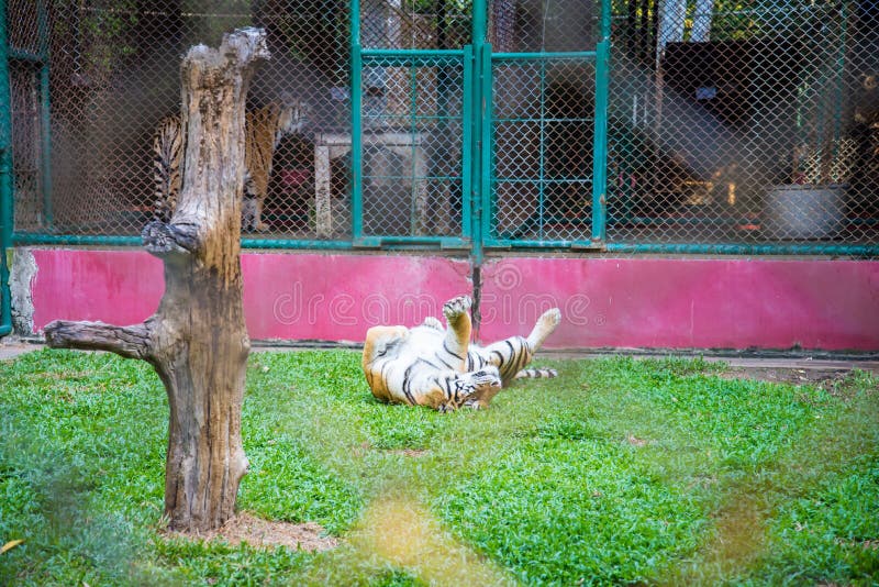 Tiger in the zoo. stock photo. Image of large, wildlife - 67184522