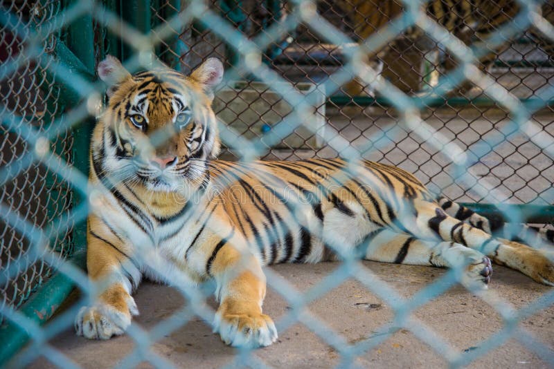 Tiger in the zoo. stock image. Image of large, wild, protection - 67184749