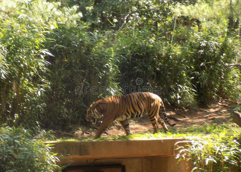 Tiger stock image. Image of washington, resting, walking - 97772209