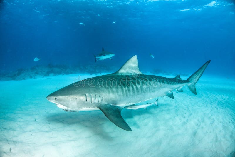 Ein Tigerhai, Der Friedlich Im Klaren, Blauen Wasser Schwimmt Stockbild ...