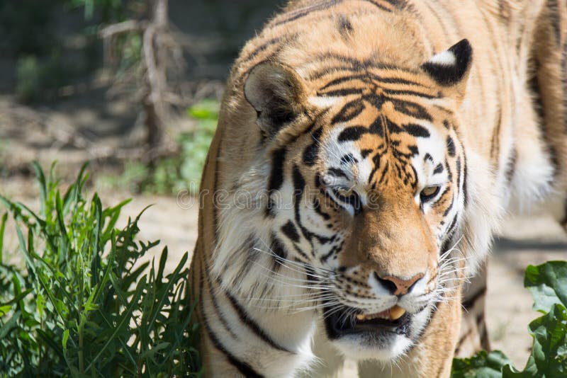 Tiger auf Jagd stockfoto. Bild von portrait, tier, heftig - 10452668