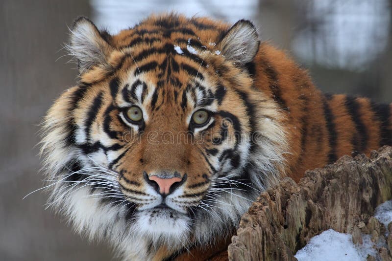 Tigerkopf stockfoto. Bild von tier, wild, porträt, wildnis - 5668176