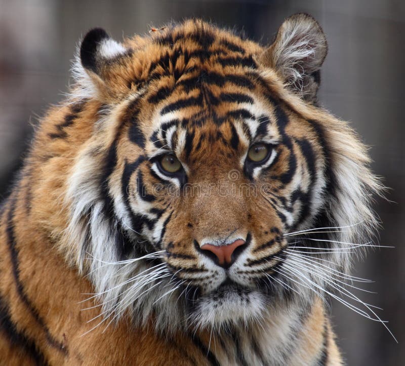 Tigerkopf stockfoto. Bild von porträt, entdeckung, jagd - 5888108