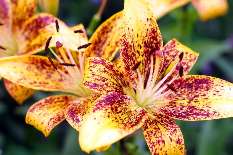 Tigerlilie stockfoto. Bild von landwirtschaft, garten - 21991536