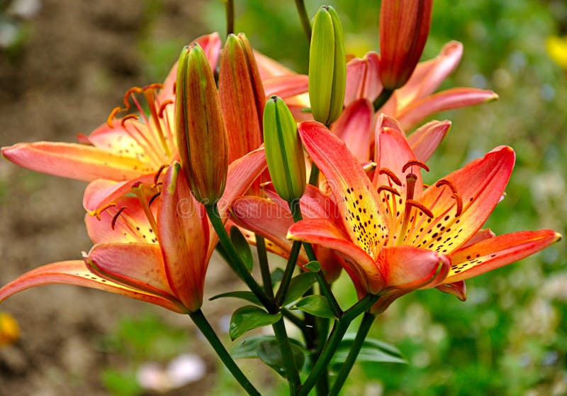 Tigerlilie im Garten stockfoto. Bild von orange, blume - 35416972
