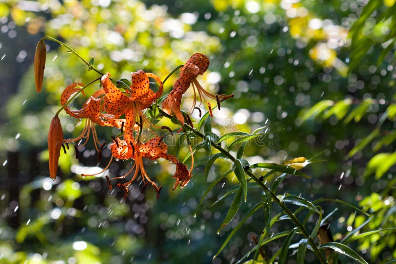 Tigerlilie im Regen stockbild. Bild von tiger, pflanzen - 24940029