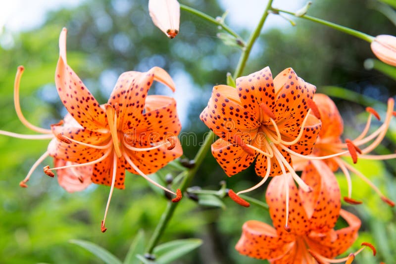 Tigerlilie, Lilium Lancifolium Stockbild - Bild von korea, punkt: 39786957