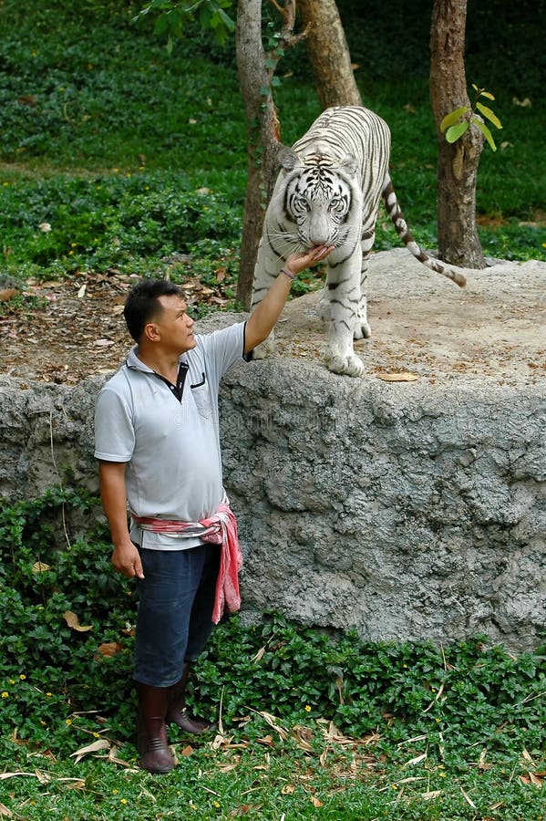 Tigerman stock photo. Image of outside, training, handsome - 14443448