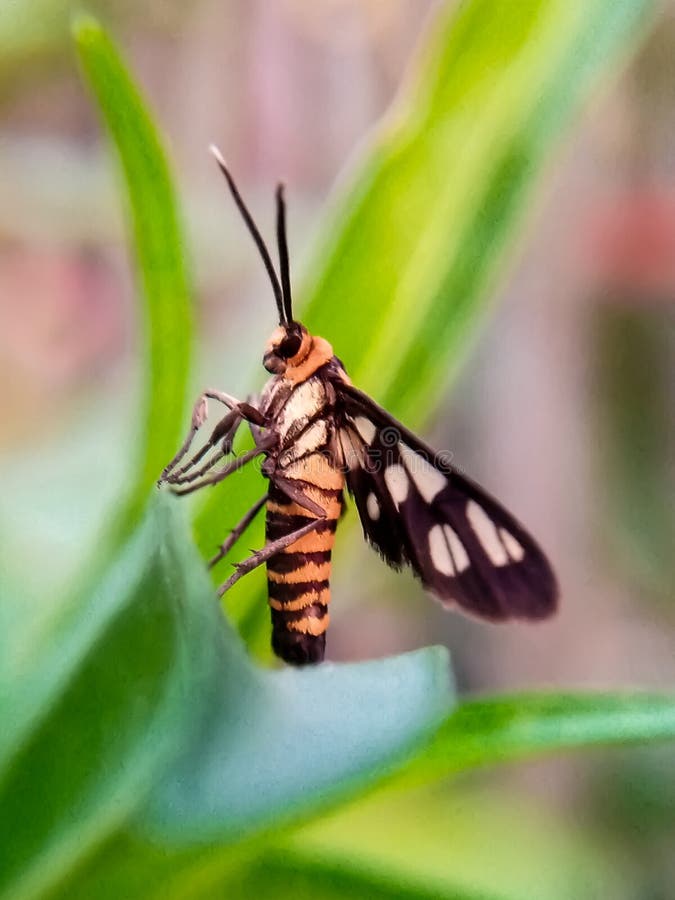 The Tigermoth is Standing on the Leaf Watching the Flower for Its ...