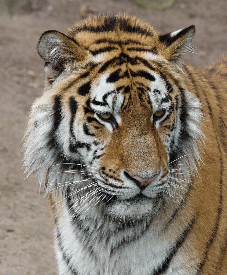 Tigerportrait stock photo. Image of female, bangladesh - 94955430