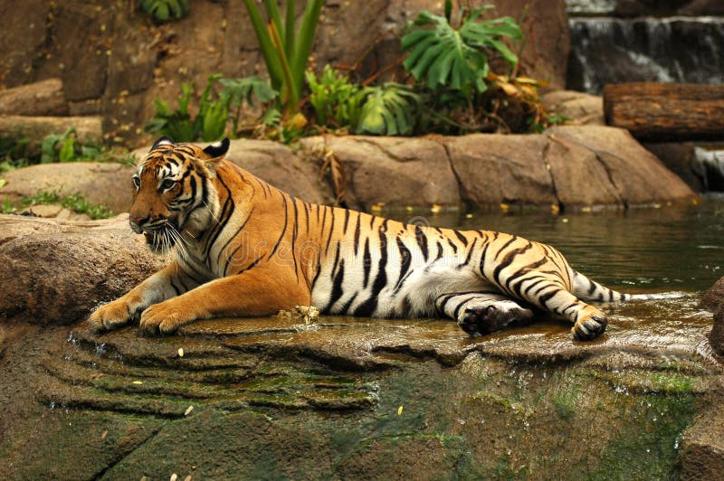 Tiger - Stealth stock photo. Image of sumatran, sneaky - 12480160
