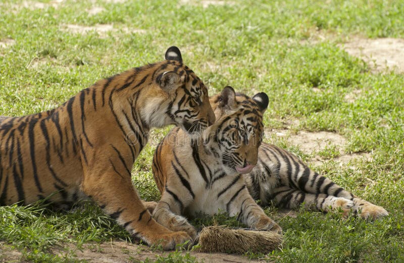 Tigers stock photo. Image of vivid, looking, observe - 29694954