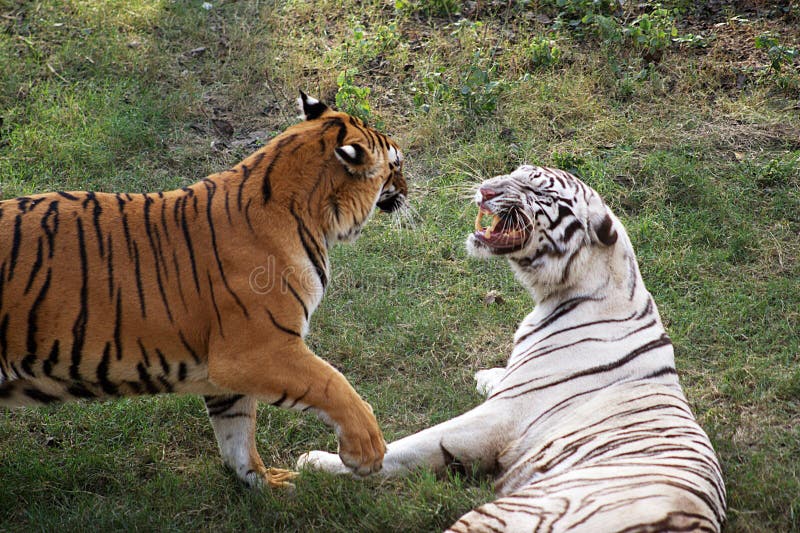 Tigers hugging stock image. Image of hugging, face, relationship - 3185015