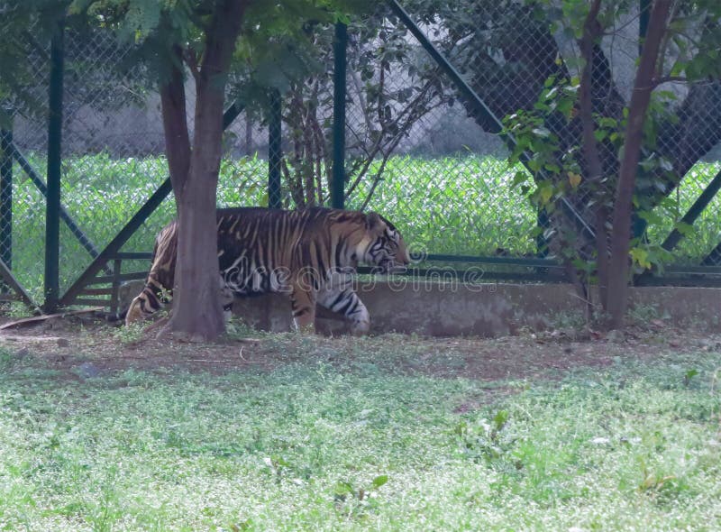 Tigers, Black Striped Tiger India Stock Image - Image of close, action ...