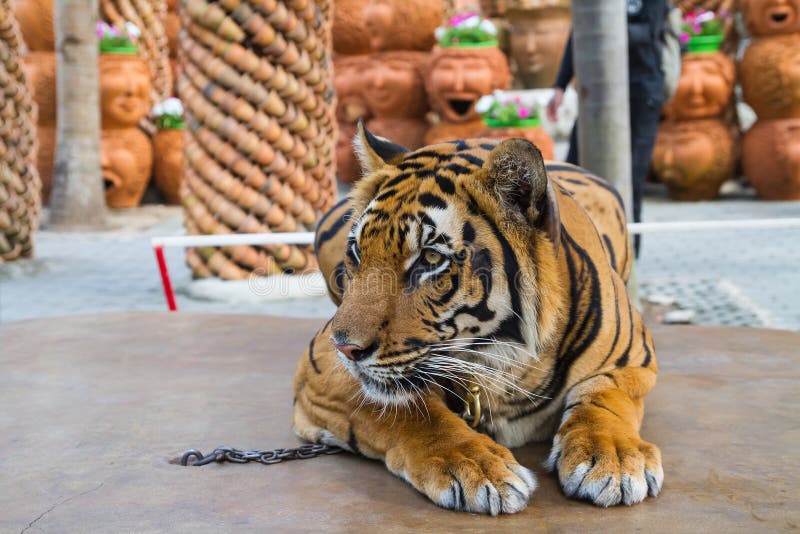 Tigers are Bound with Chains Stock Photo - Image of thai, chained: 72519268