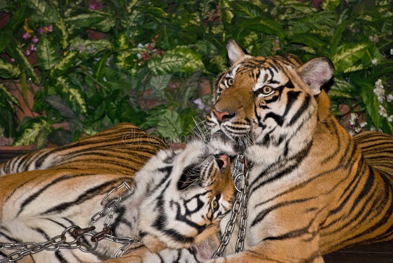 Tigers in captivity stock photo. Image of camouflaged - 10480472