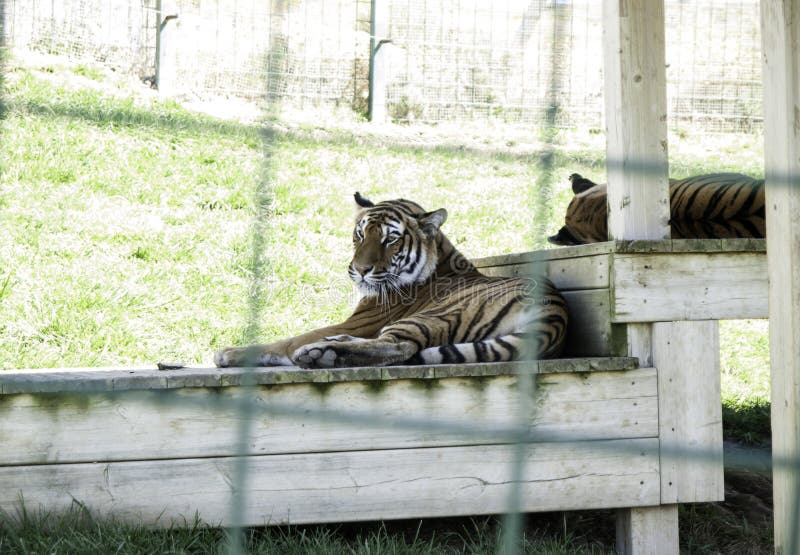 Exploited Animal Stock Photos - Free & Royalty-Free Stock Photos from ...