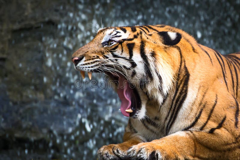 Tigers. stock photo. Image of page, forest, animal, white - 90778394