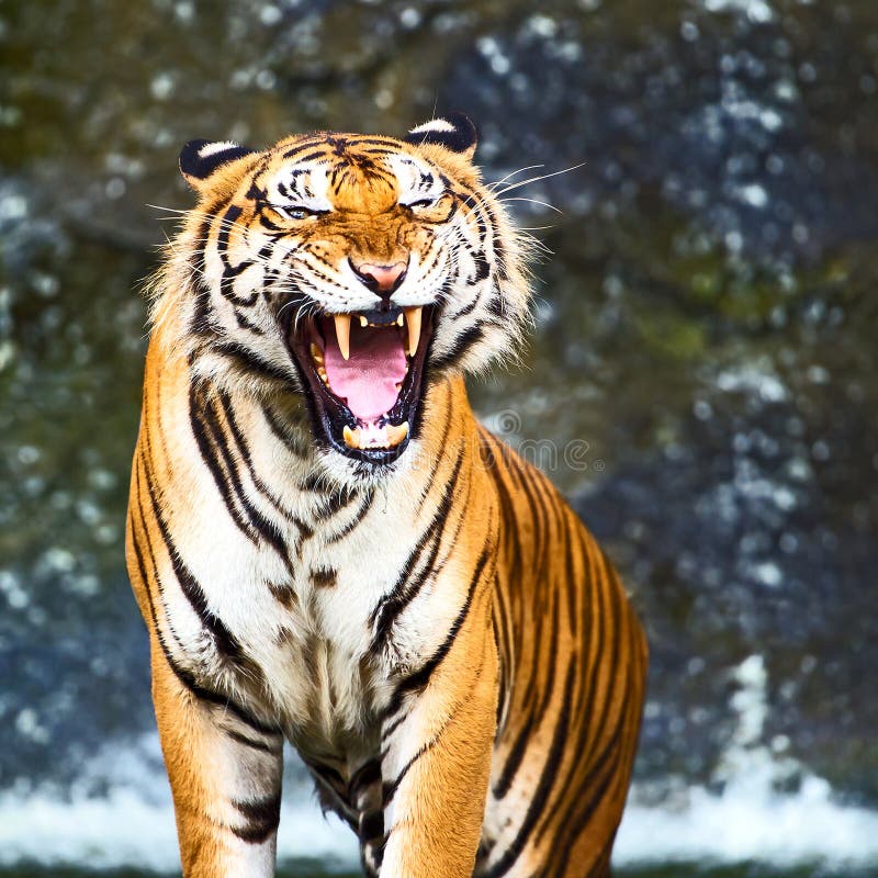 Tigers. stock photo. Image of black, striped, crouching - 90856036