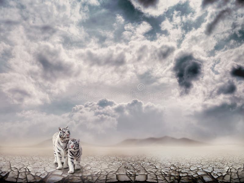 Tigers in the Desert stock photo. Image of background - 21379666