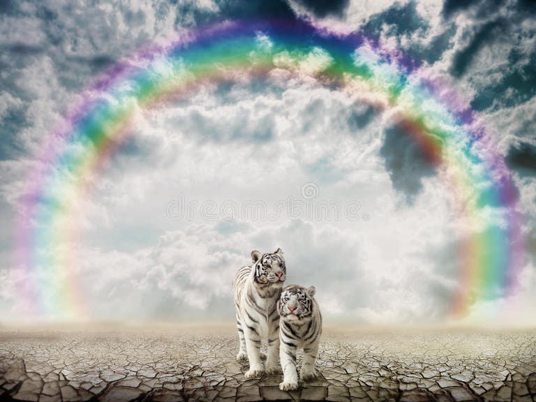 Tigers in the Desert stock image. Image of desert, cracked - 21379669