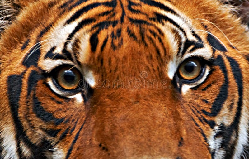 Tigers eyes stock photo. Image of teeth, hungry, prey - 6671708