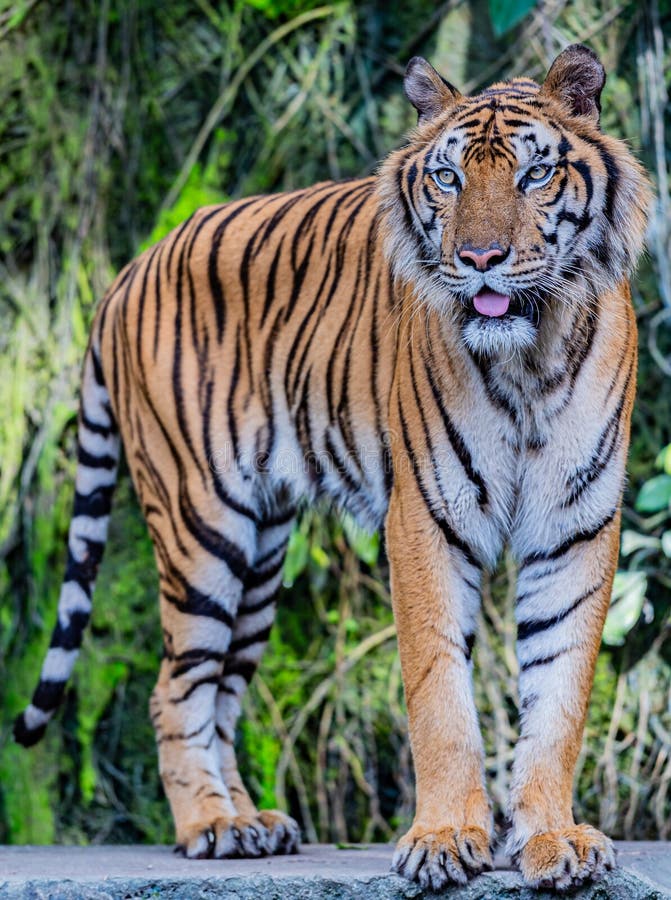 Tigers are fierce animals stock image. Image of beast - 321779237