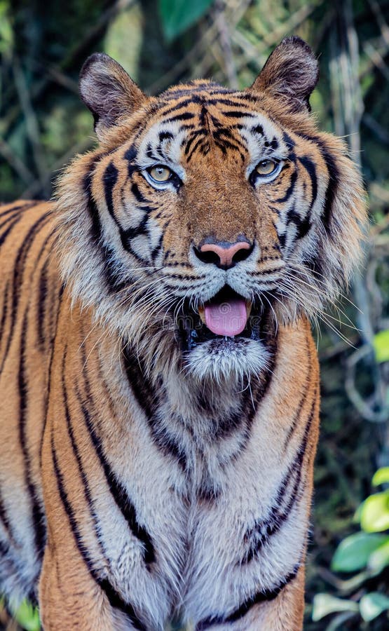 Tigers are fierce animals stock image. Image of bengal - 321779241