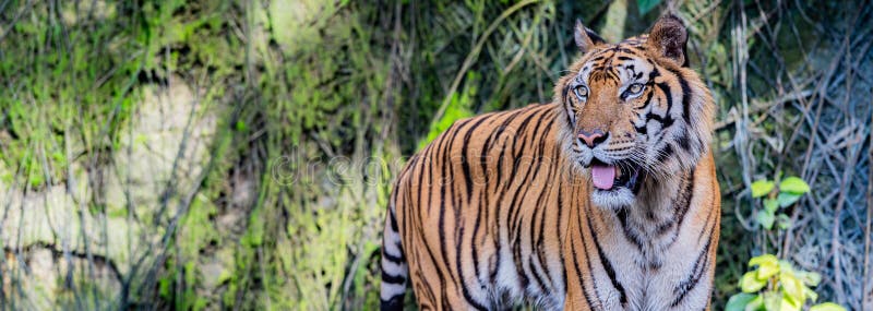 Tigers are fierce animals stock photo. Image of carnivore - 321779244