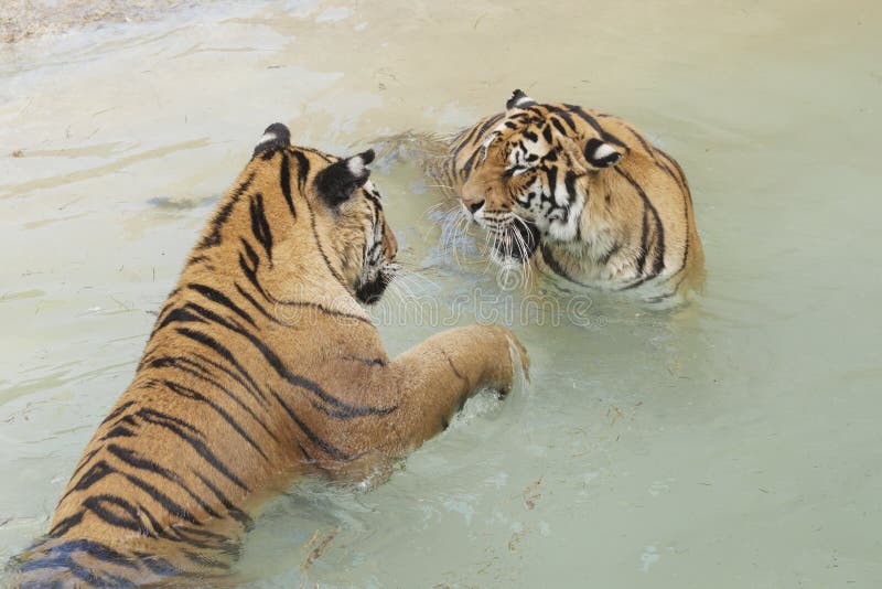 Tigers fighting stock photo. Image of water, fight, angry - 58839614