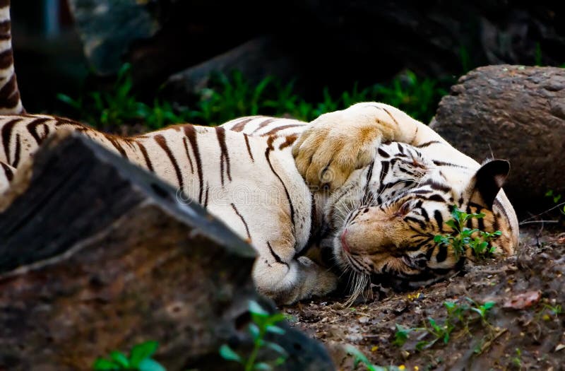 Tigers hugging stock image. Image of hugging, face, relationship - 3185015