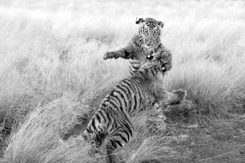 Tigers Learn by Playing at the Same Time. Stock Image - Image of attack ...