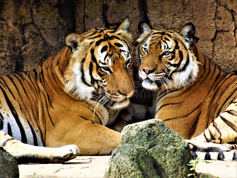 Tigers stock image. Image of pair, danger, strong, fast - 98607989