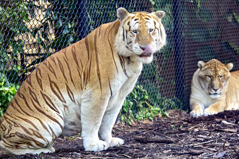 Tigers at the Miami Zoo. editorial photo. Image of recreation - 337851196